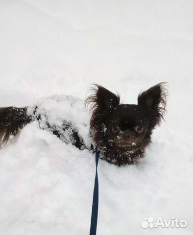 Чихуахуа мини