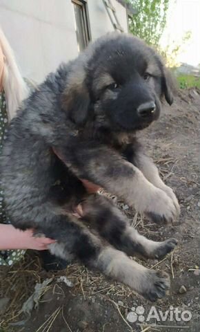 Пуховый мохнач ищет дом