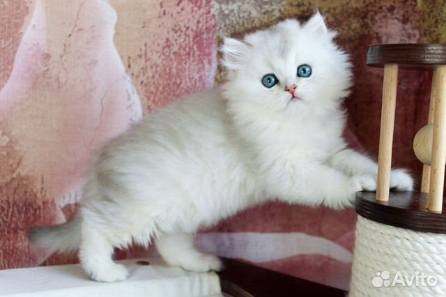 Серебристая шиншила мальчик
