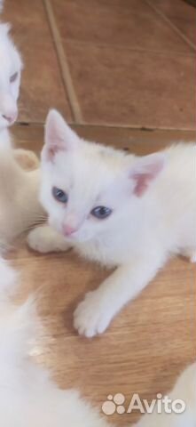 Котята породы као-мани