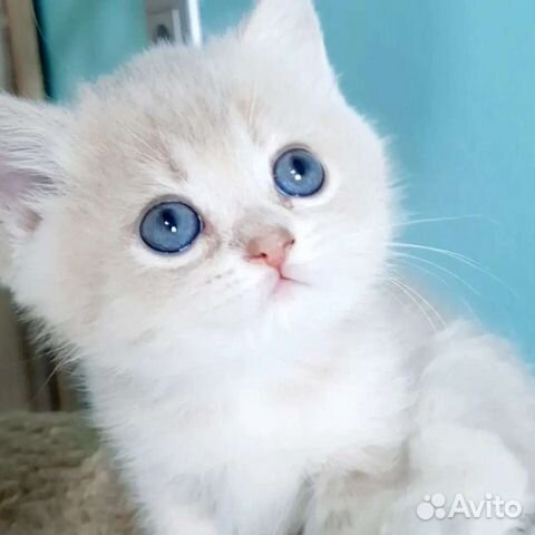 Золотая шиншилла cy11