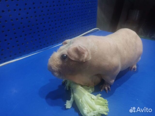 Морская свинка скинни