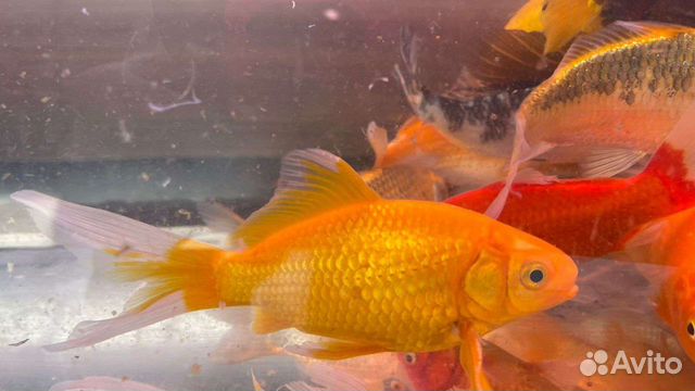 Карась прудовый, цветной