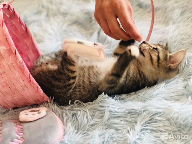 Котенок в добрые руки