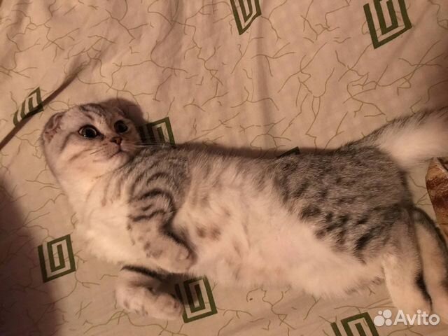 Шотландец вислоухий котик