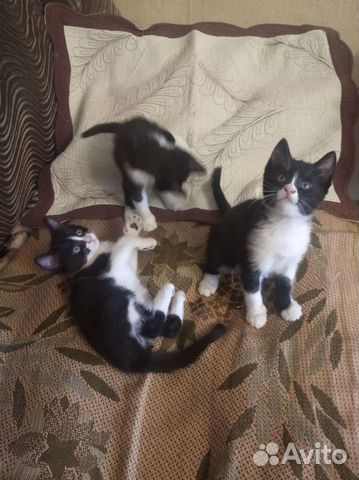 Прелестные малышки ищут добрые руки Возраст 2 мес