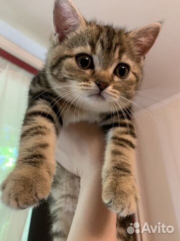 Котенок шотладский