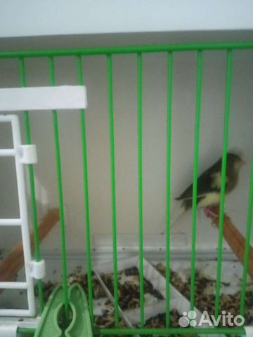 Продаю канарейку