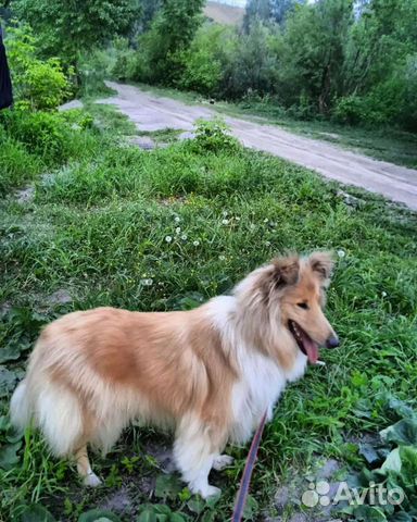 Колли вязка