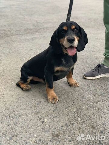 Спаниель ищет дом