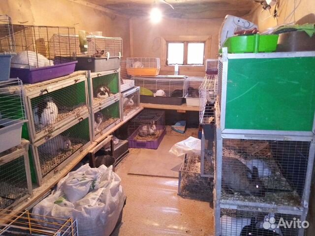 Продается питомник декоративные кролики(бизнес)