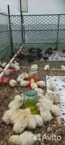 Цыплята Доминант цз (2х недельные)