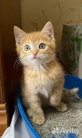 Рыжий котенок девочка