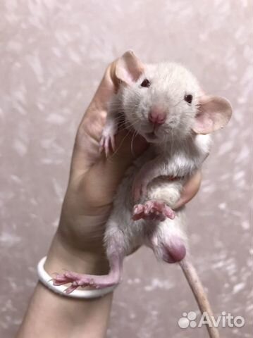 Крысенок дамбо мальчик