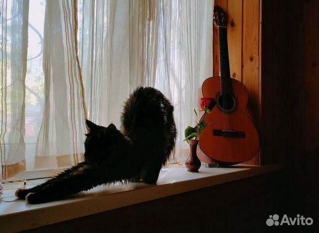 Кошка Карина - это тепло и уют в доме