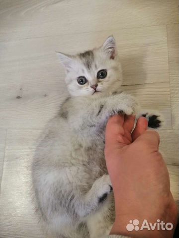 Шотландский котенок, девочка