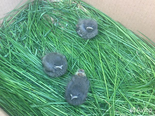 Нашел на улице, нужен хороший владелец