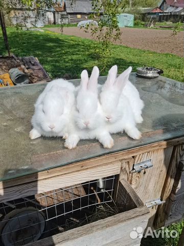 Кролики нзб