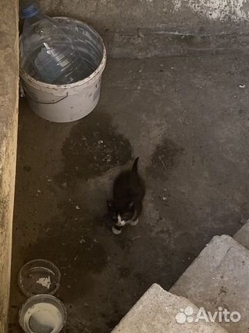 Котята 2-3 недели