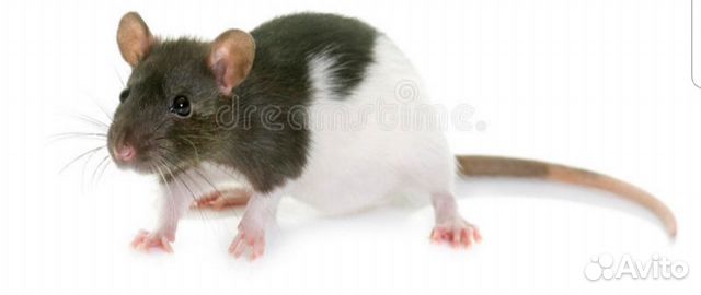 Декоративная крыса