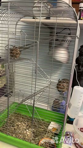 Чилийская белка дегу