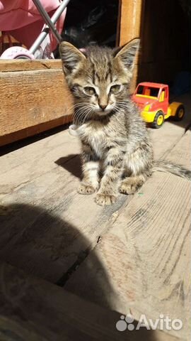 Отдам в добрые руки руки котят подкидышей