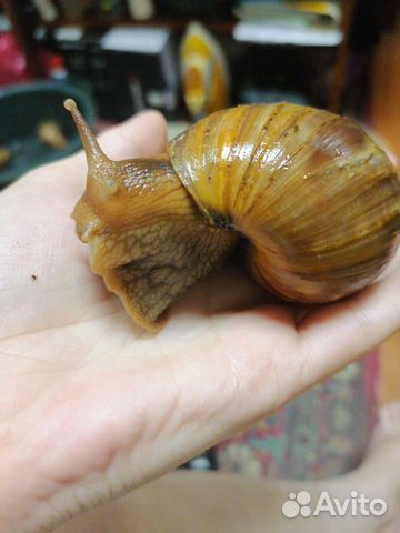 Улитки ахатины