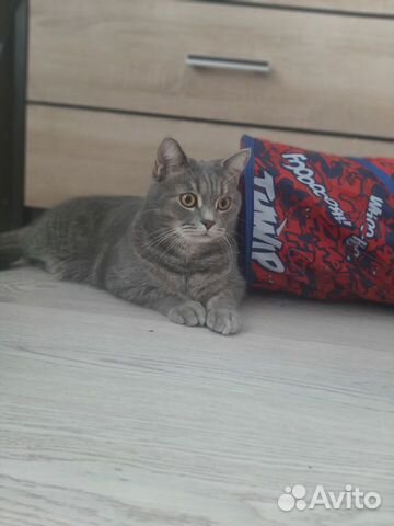 Кошки в добрые руки