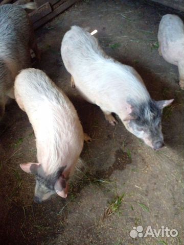 Вьетнамские вислобрюхие свиньи