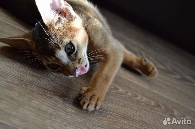 Абиссинская кошка