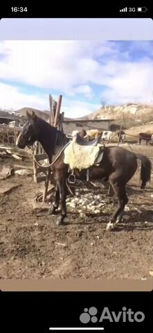 Карачаевский жеребец