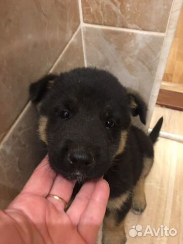 Собака, щенок, 1,5 мес. Мальчик
