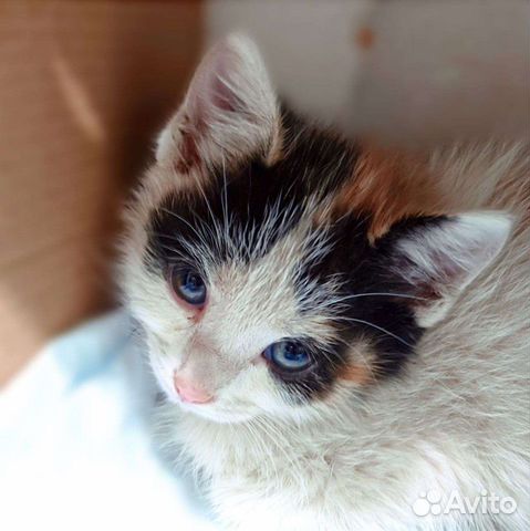 Котенок в добрые руки