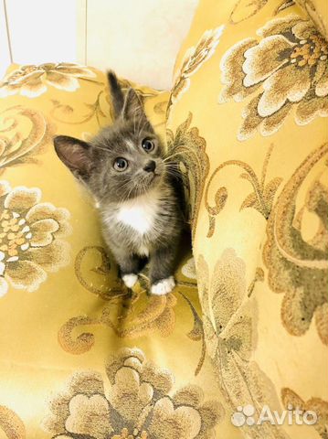 Котёнок (девочка 2 месяца) в добрые руки