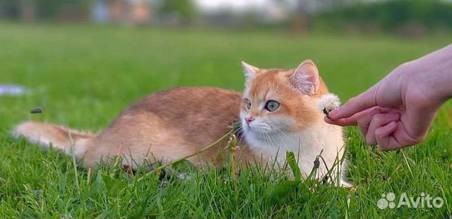 Кот золотая шиншилла ny12