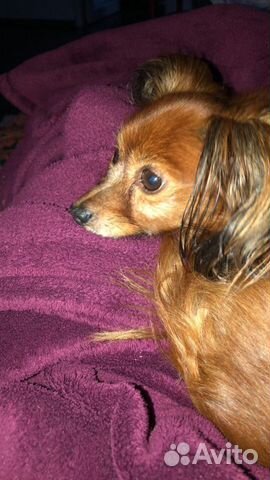 Вязка собак