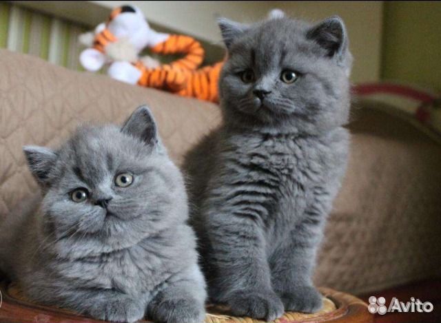 Британские котята