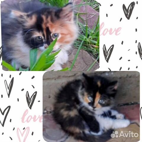 Трехцветные красотки1,5 мес