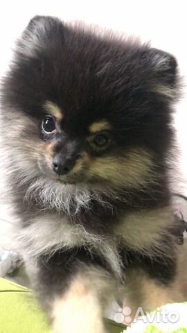 Померанский шпиц
