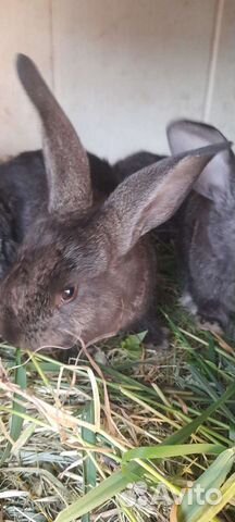 Кролики породы фландр