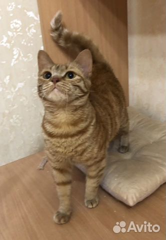 Кошка Горошка ищет семью