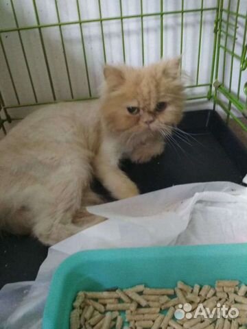 Кошка в дар