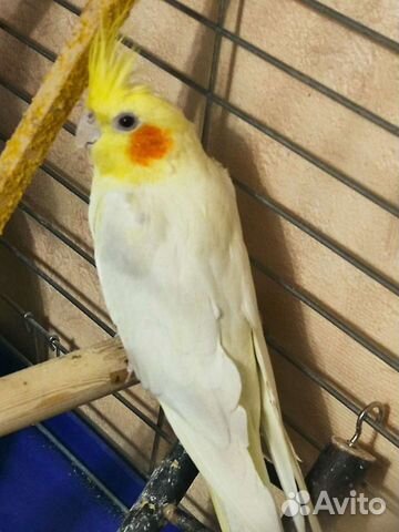 Попугай корелла с клеткой