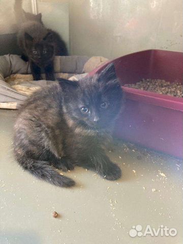 Котята в добрые руки бесплатно