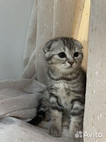 Котенок скоттиш-фолд