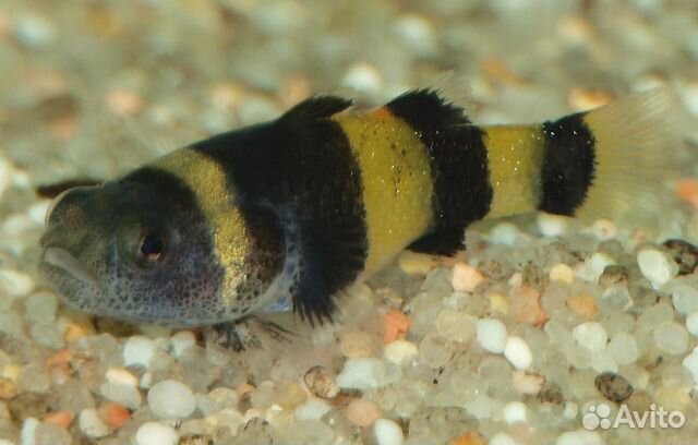 Брахигобиус пчелка (бычок)