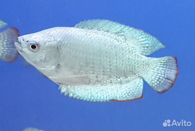 Лялиус кобальтовый