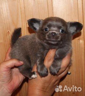 Чихуахуа шикарный голубо-лиловый Кукленок