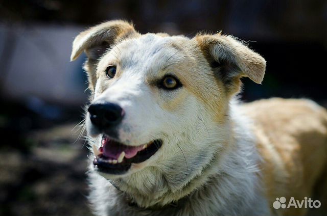 Озорная, веселая Жасмин