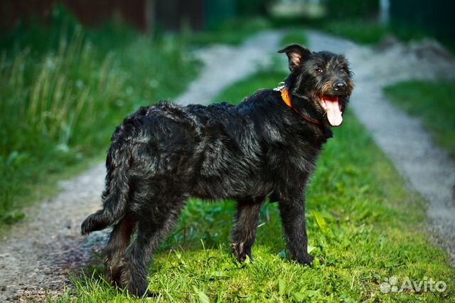 Семен и Мышка